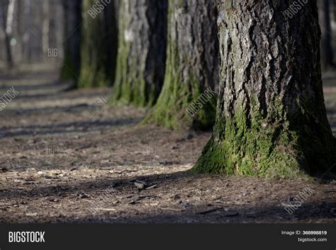 Large Tree Trunks Image And Photo Free Trial Bigstock