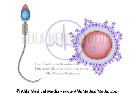 Sperm Diagram