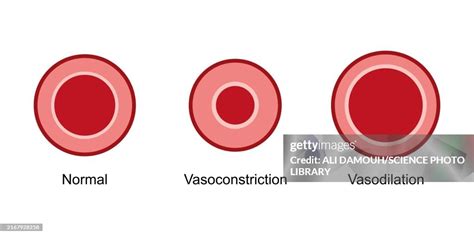 Vasodilation And Vasoconstriction Illustration High Res Vector Graphic