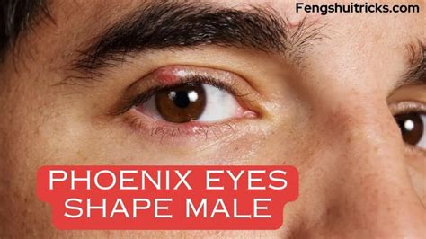 15 Phoenix Eyes Shape Face Reading For Male Female
