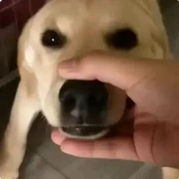 手捏狗狗嘴鼻，狗狗呆萌看镜头，可爱互动 大狗嚼嚼嚼大狗闭嘴大狗叫图片表情包合集（21张）表情包图片动图 求表情网斗图从此不求人