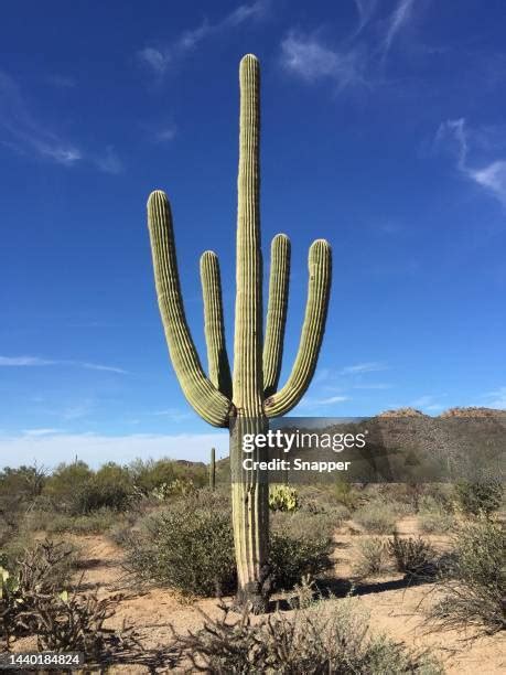 Saguaro Cactus Photos Photos And Premium High Res Pictures Getty Images