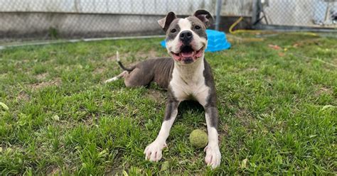 Faya La Residente Más Longeva De Un Refugio Que Finalmente Consiguió