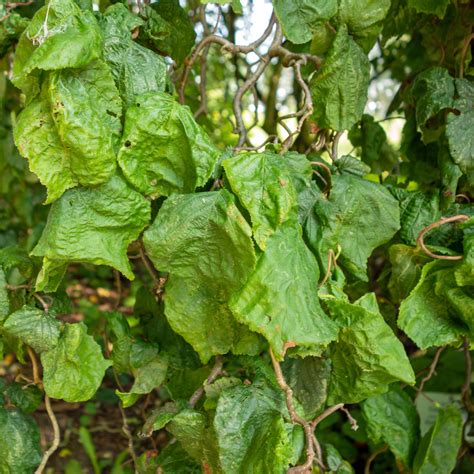 Ormhassel Prydnadsträd Trädgårdsväxter Växter