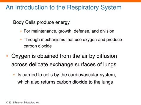 PPT An Introduction To The Respiratory System PowerPoint Presentation