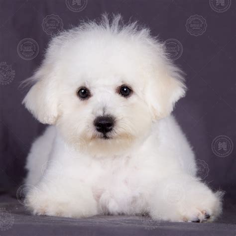 比熊犬 比熊犬 编号10115602 宝贝它