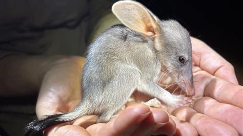 Bilby Population Breaks Record In 5th Annual Survey Of Protected Areas Abc News