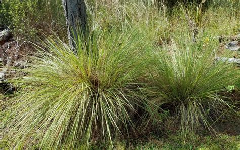 Florida Gamagrass