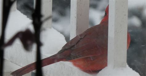 Larrys Creative Zone Red Visitor