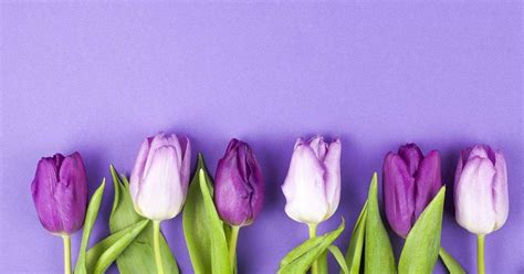 Tulip Flower Wallpapers 18 Free Background Images Wallpapergap