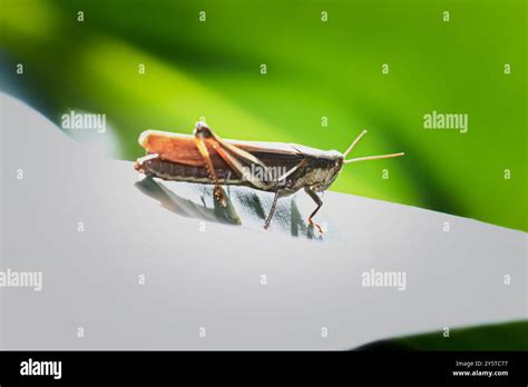 A Macro Photograph Of A Brown Grasshopper Perched On A Leaf The Insects Intricate Details