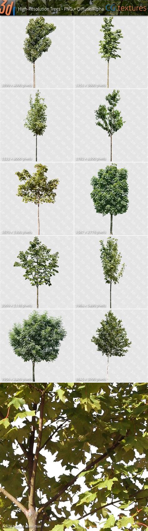 Trees Textures Hi Res Collection 03 Textures Trees Res