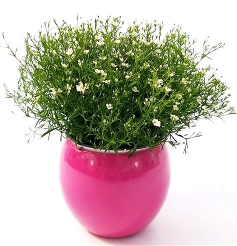 Powers To Flowers Gipsofila Bianca Velo Da Sposa In Vaso Ceramica Sferico Fucsia Pianta