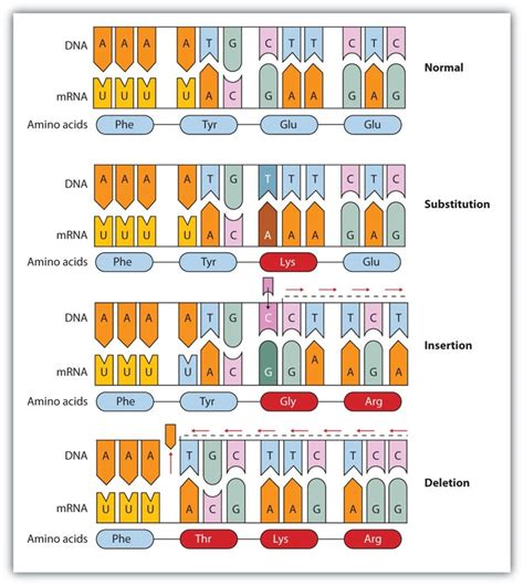 Types Of Cell Lines And Their Structures In Genetics