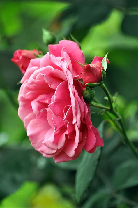 Rose Fleur Plantes Photo Gratuite Sur Pixabay Pixabay
