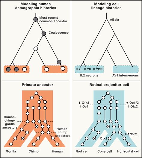 A Reference Cell Tree Will Serve Science Better Than A Reference Cell