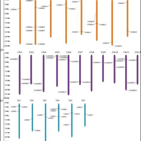 Chromosome Mapping Of Dirigent Genes On Different Cucurbit Species