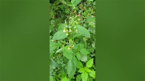 주홍서나물 Youtube