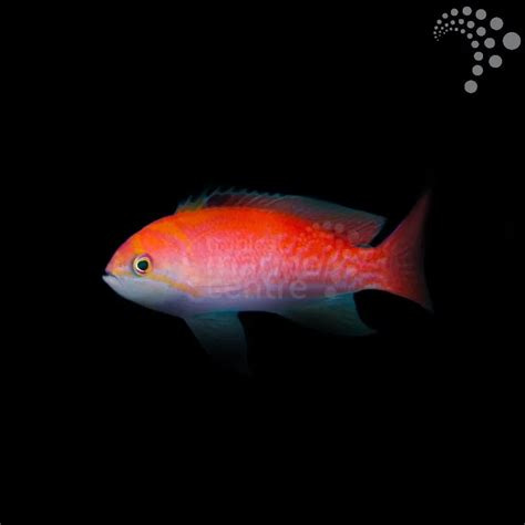 How To Care For Scribbled Anthias Fish