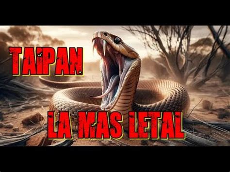 El Taipán Del Interior Oxyuranus Microlepidotus La Serpiente Más
