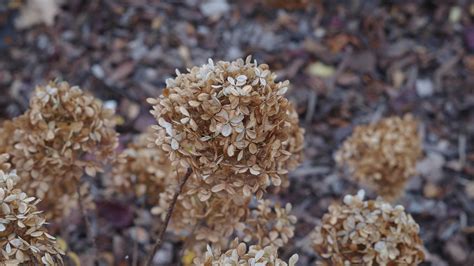Deadheading White Hydrangea At Loretta Cyr Blog