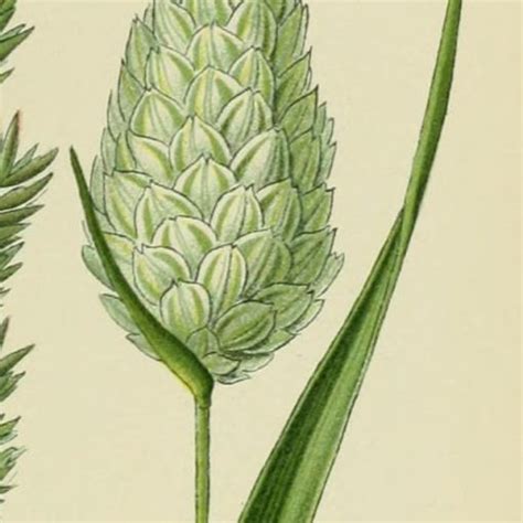 Cardamom World Crops Database