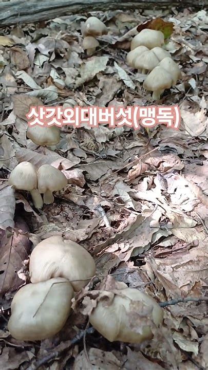 삿갓외대버섯독버섯shorts Youtube