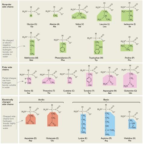 Amino Acid Chart With R Groups At Erin Hopkins Blog