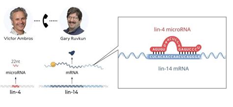 Microrna Penemuan Yang Memenangkan Nobel Prize 2024 Himamikro Archaea Itb