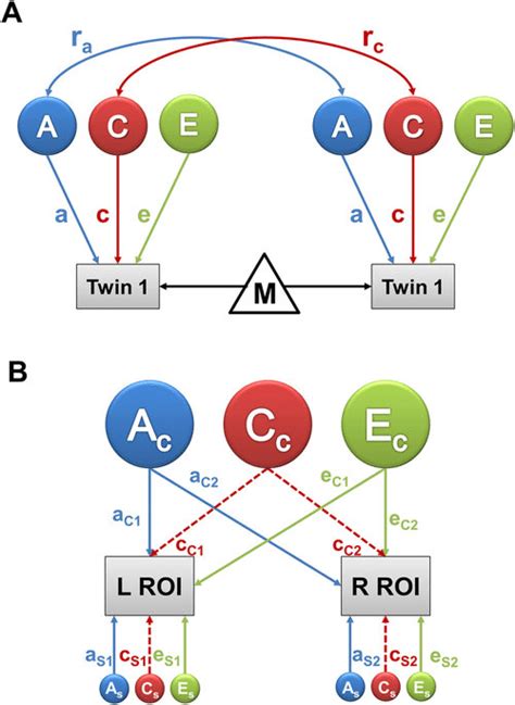 The Path Diagram For The Univariate Ace Twin Model A And Independent Download Scientific