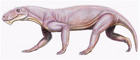 Evolution Therapsid