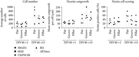 Cortical Neuron Differentiation Of Human Psc On Microtopography
