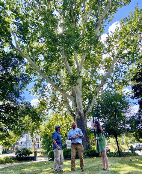 Something Wild Admiring The Sycamore New Hampshire Public Radio