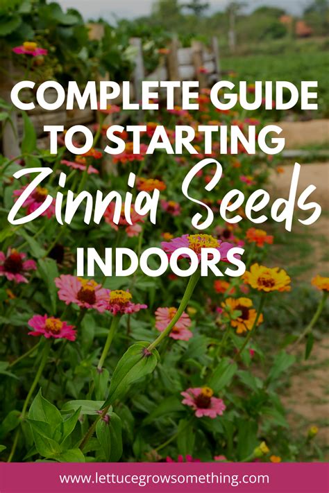 Zinnia Planting Guide