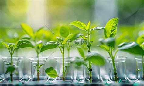 组织培养或植物培养高清摄影大图 千库网