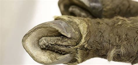 Una Cría De Caballo Extinto De 40000 Años ¡perfectamente Conservado