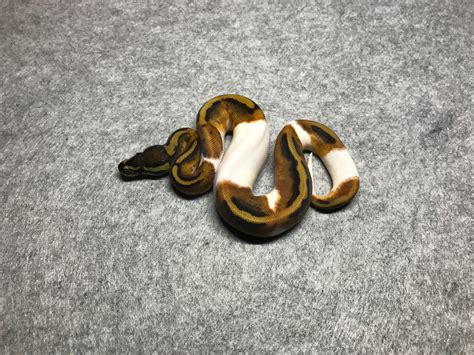 Piebald Ball Python By K And D Ballz Morphmarket