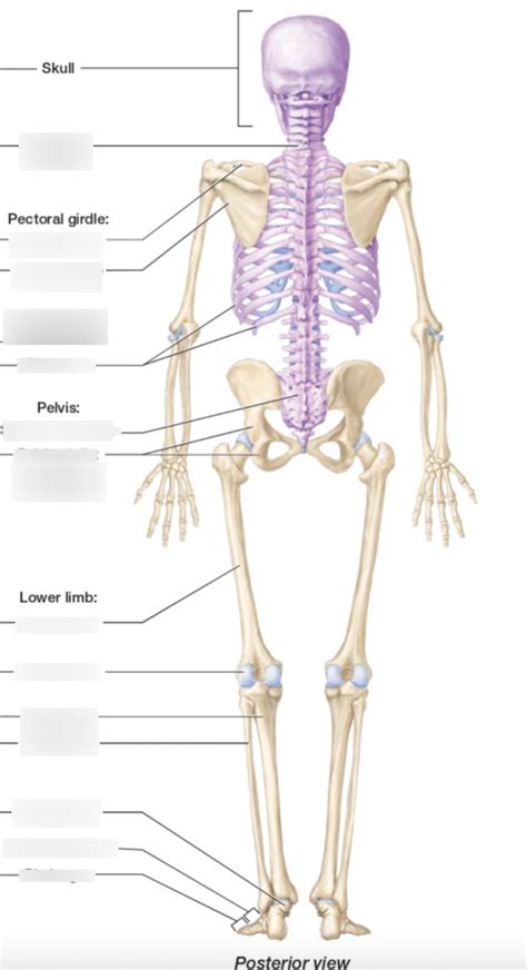 Appendicular And Axial Skeleton Posterior Diagram Quizlet