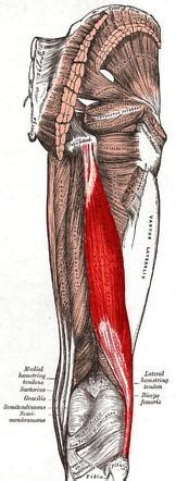 Cuádriceps Femoral