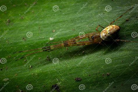 Jumping Spider On A Web In The Forest Stock Image Image Of High Legs