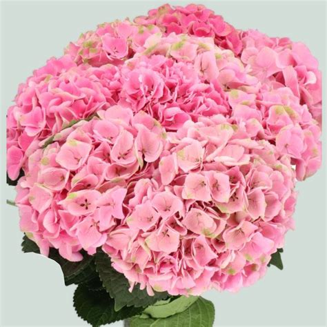 Hydrangea Magical Opal Pink 10 Stems All Occasions Wholesale