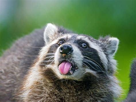 Playful Raccoon Hd Wallpaper Natures Curious Charm