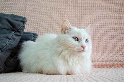 Premium Photo White Cat With Blue Eyes Of The Angora Breed Lies On A