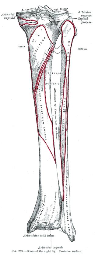 The Tibia Human Anatomy