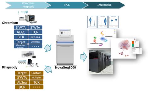 Human Immunology Single Cell Genomics People Osaka University Immunology Frontier Research