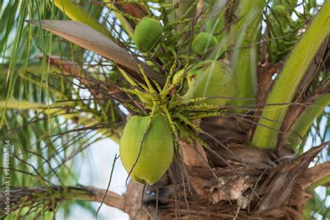 Coconut Palm Trees With Coconuts Bottom View Tropical Nature Palm Trees With Coconuts