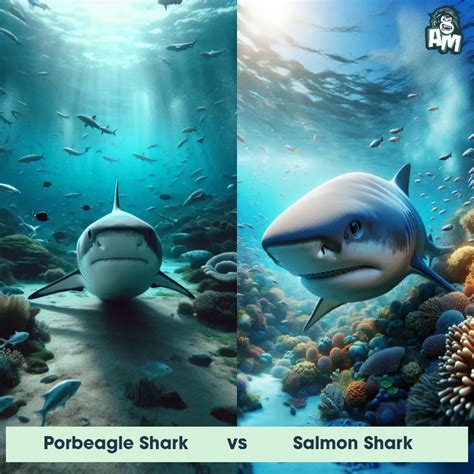 Porbeagle Shark Predator Prey Interactions Fights And Aggressive