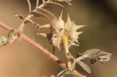 Dealing With The Dreaded Goat Head Weed Southeast Agnet