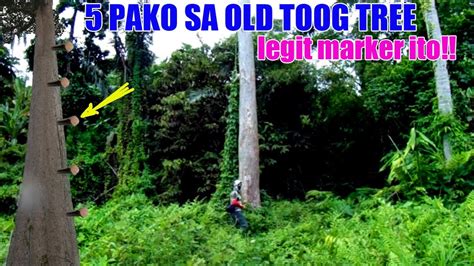 Old Toog Tree Na May 5 Japanese Nail Marker Legit Ito Youtube