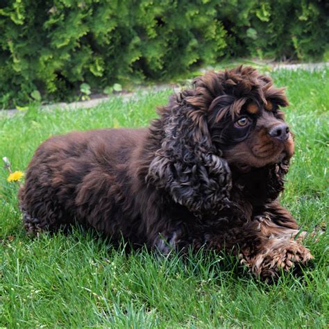 Cocker Spaniel Puppies For Sale In Indiana